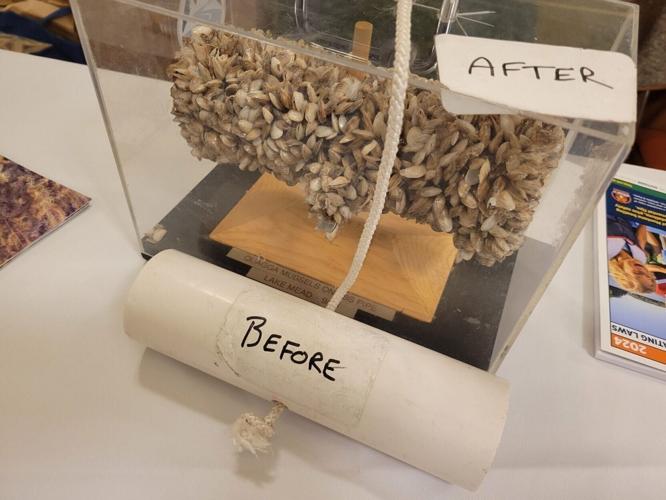 Fish, Wildlife & Parks adds new mussel to Montana’s invasive species ...