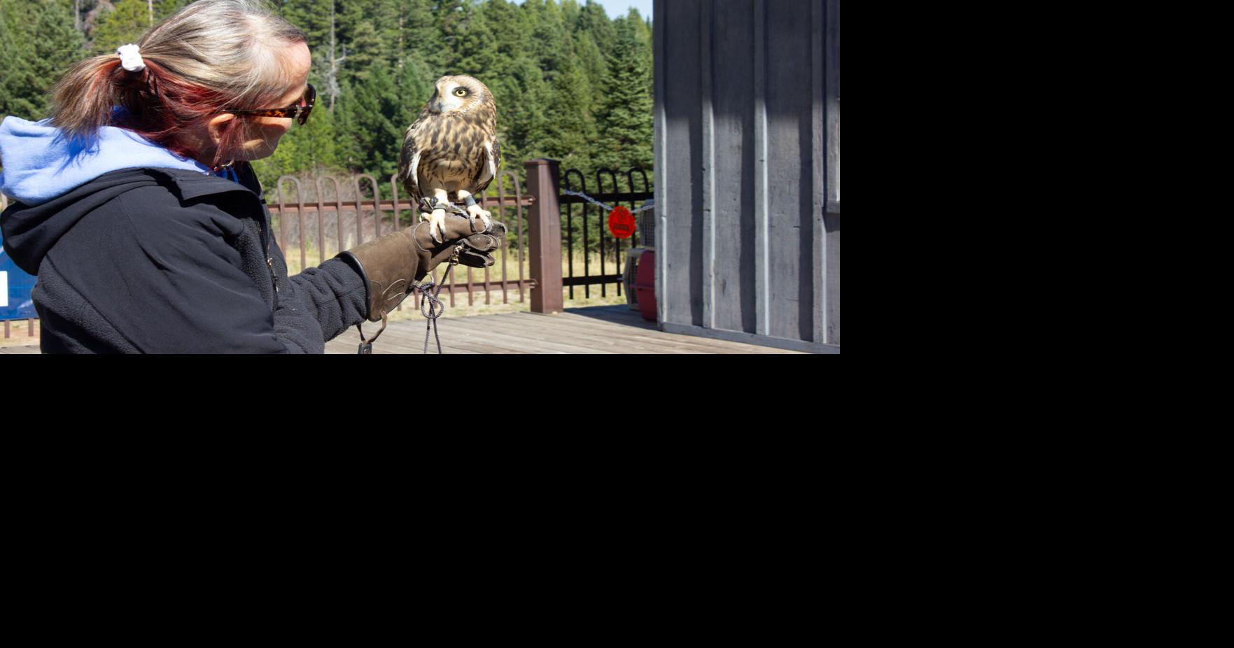 Bird education and conservation take flight at Bridger Raptor Festival ...