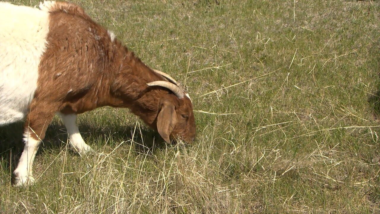 Eat, Bleat, Repeat: Montana goat company helps landowners reduce ...