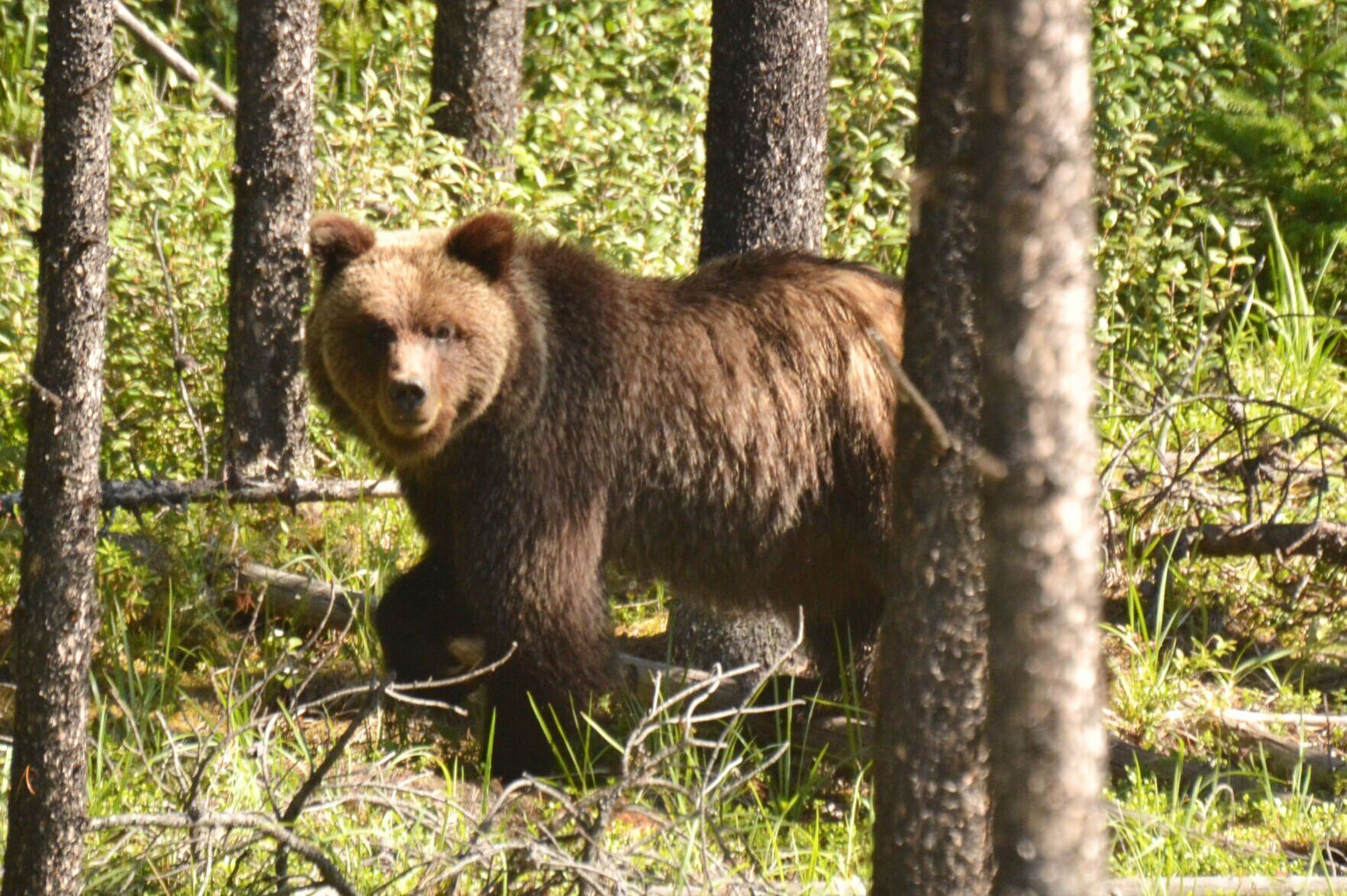 Grizzly bear injures hiker at Yellowstone in ‘surprise encounter ...