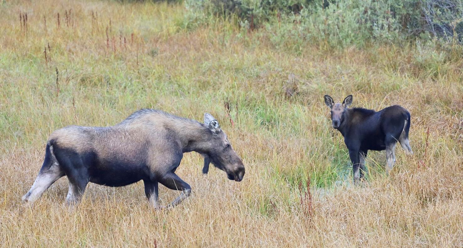 Wyoming men roped, rode and allegedly killed a moose | State ...
