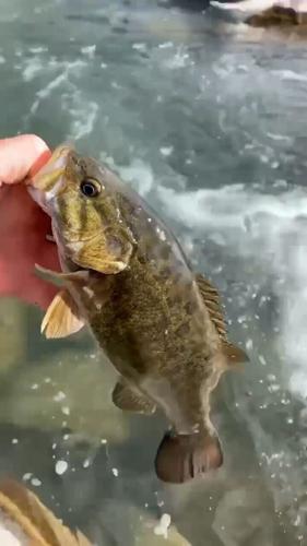 Invasive fish found in community ponds in Three Forks and Livingston ...