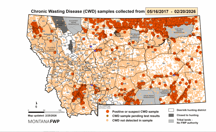 Prolific prions: CWD is spreading in Montana. Will deer and elk ...