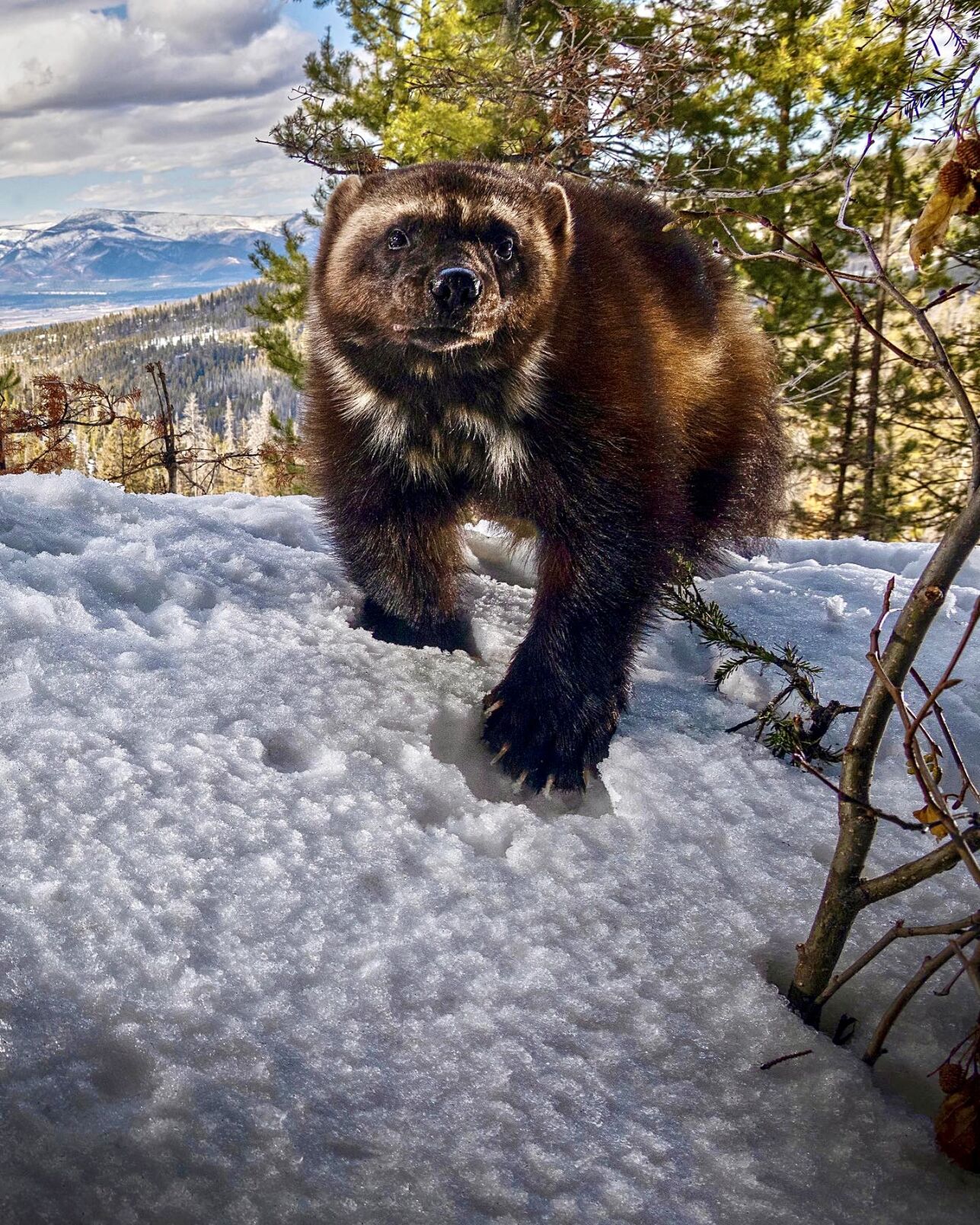 Researchers at MSU find success in new wolverine monitoring system ...