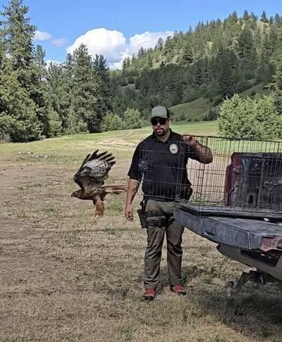 Hawk returns to the wild with help from CSKT game warden | State ...