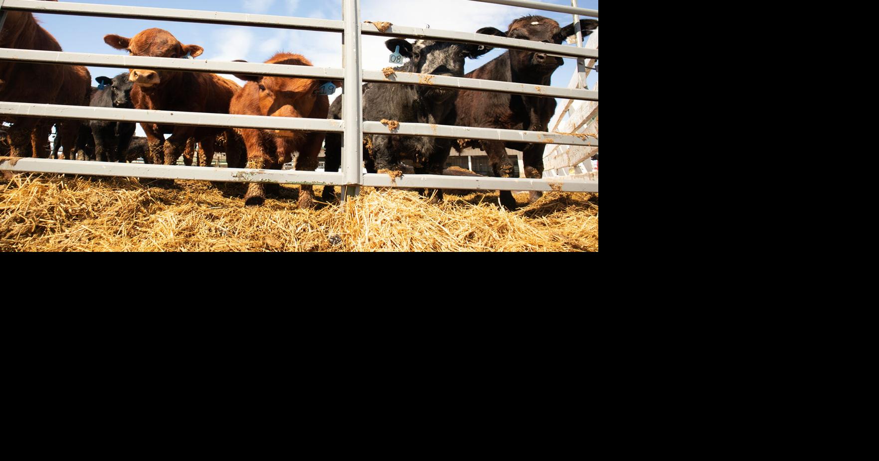 Inside MSU’s Steer-A-Year Program | Culture | msuexponent.com