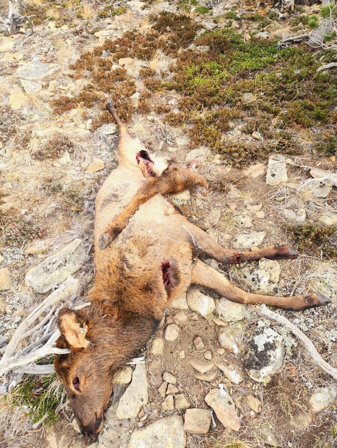 Three elk poached on Sun River Wildlife Area near Augusta | State | msuexponent.com