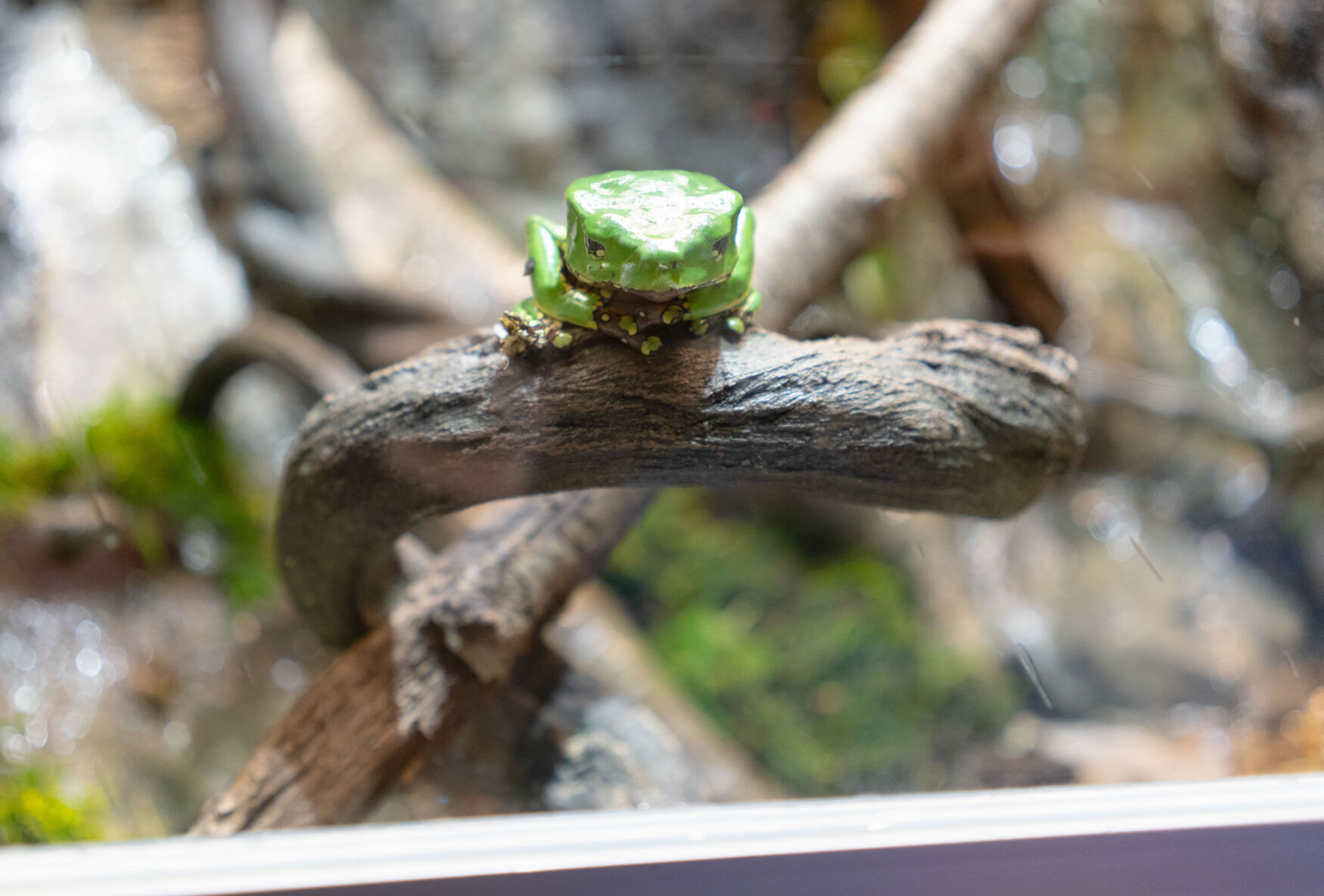 Frogs from around the world hop into the Museum of the Rockies | News ...