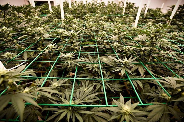 Montana weed industry experts react to Trump changes | State ...