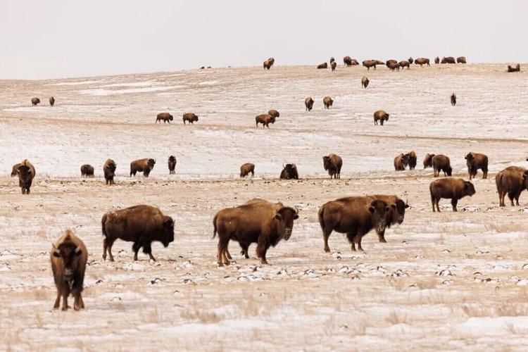 How the Fort Peck Tribes built a bison blueprint | State | msuexponent.com