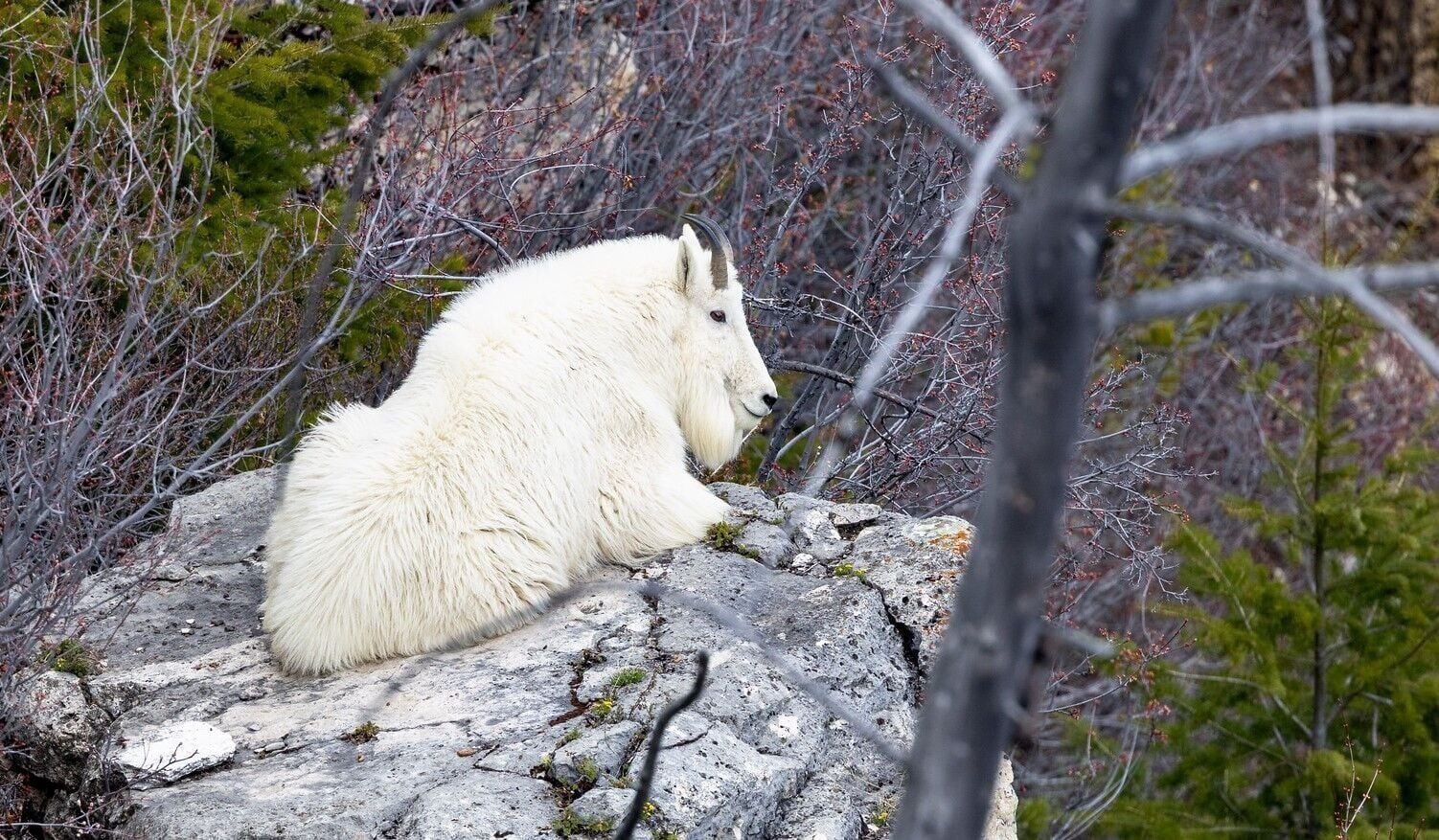 May sets new record for Yellowstone visitation, topping 2025 | State ...