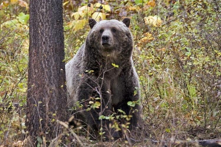 Grinnell Glacier Trail closed after hiker surprised bear in Glacier ...