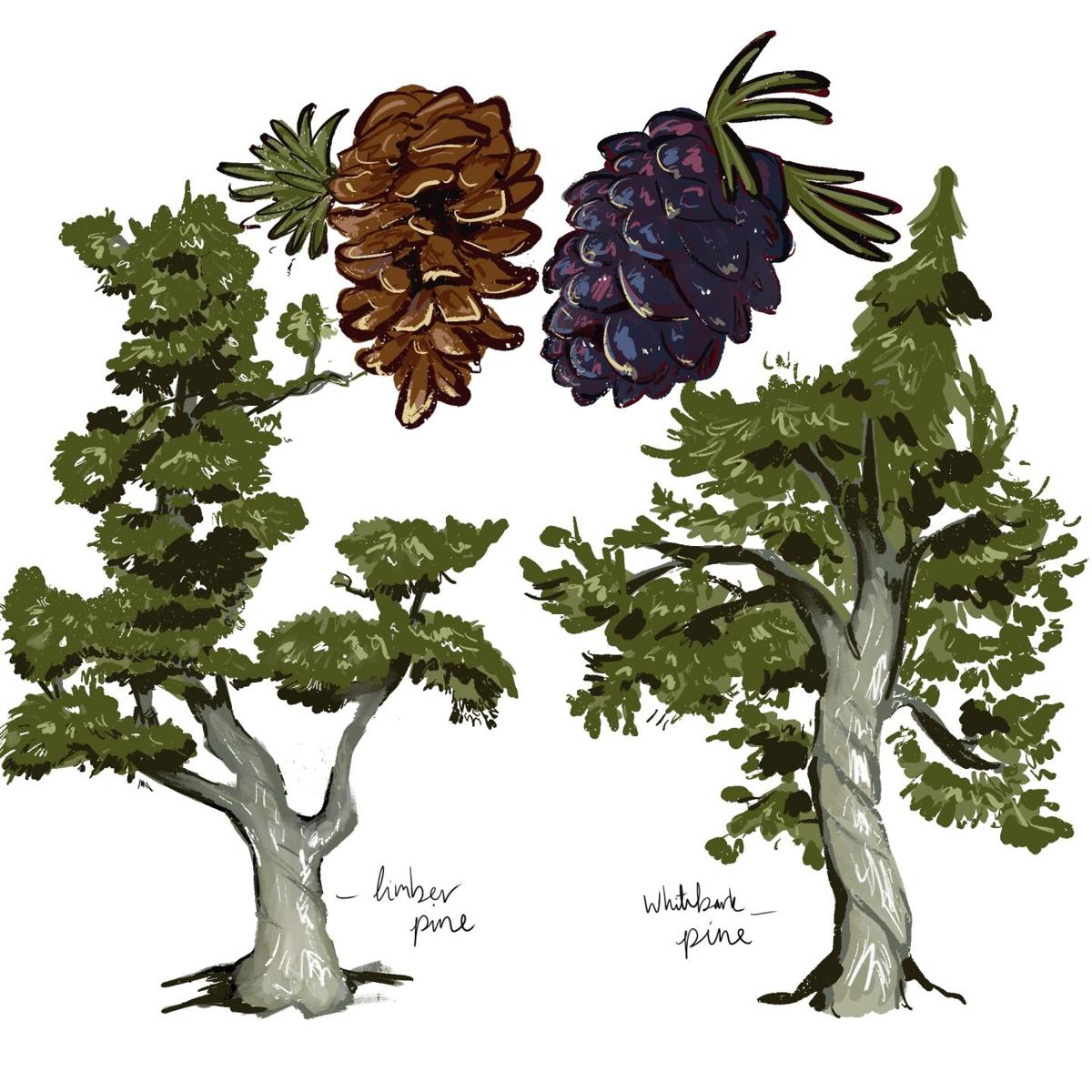 difference between black pine and white pine