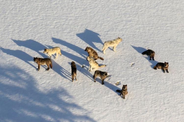 Montana judge allows wolf hunting and trapping regulations to stand ...