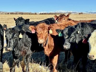 Congress considers cattle for wildfire suppression | State ...