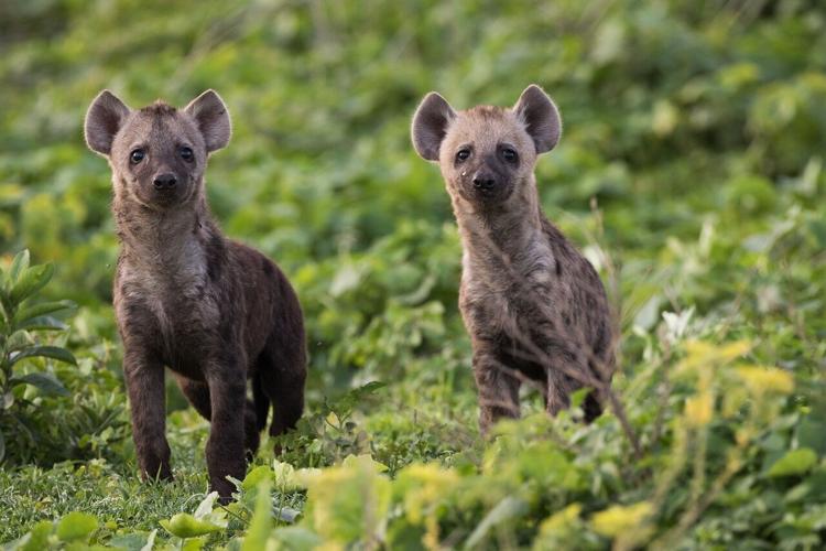 MSU Research Helps Shape BBC’s “Kingdom” | State | msuexponent.com