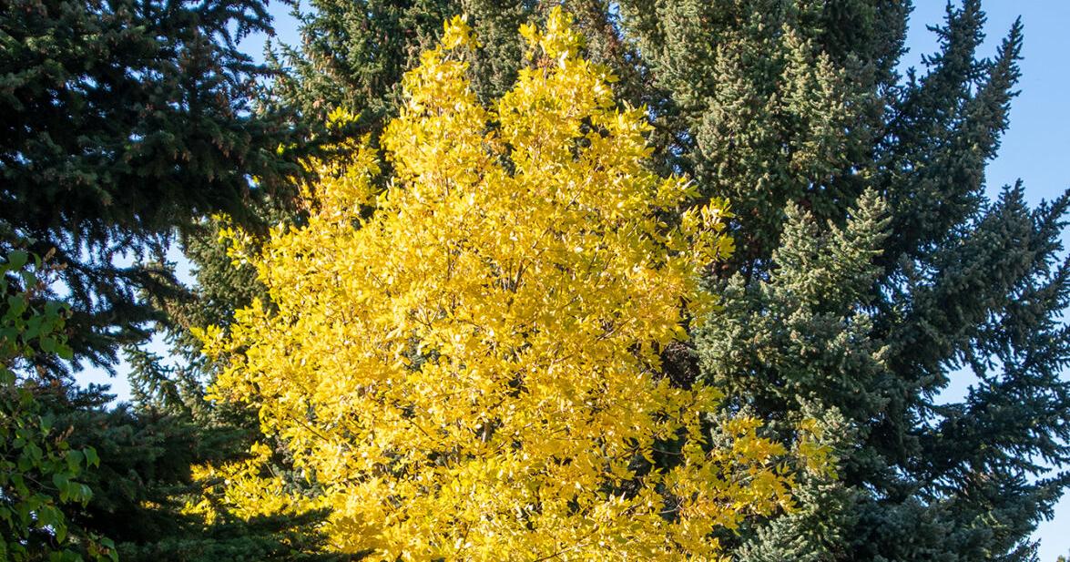 Finding fall colors around Bozeman | Outdoors | msuexponent.com