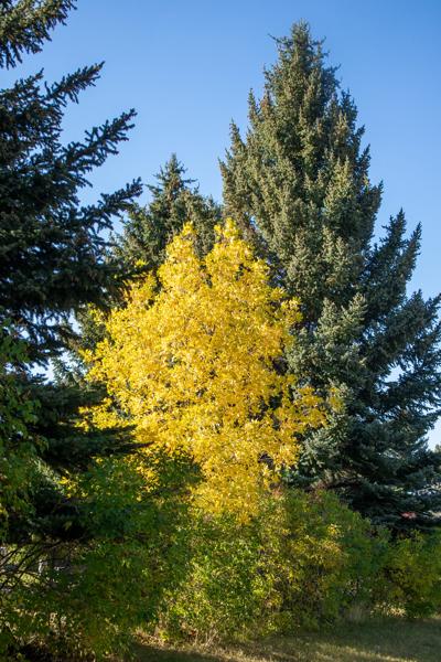 Finding fall colors around Bozeman | Outdoors | msuexponent.com