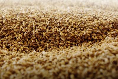 Barley Breeding Program holds sensory evaluation to determine market ...
