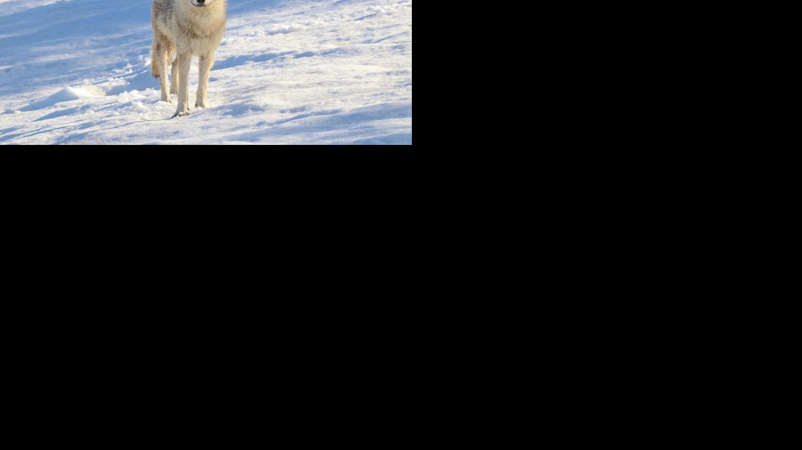 11 Yellowstone wolf pups died in 2025, park biologist says | State ...