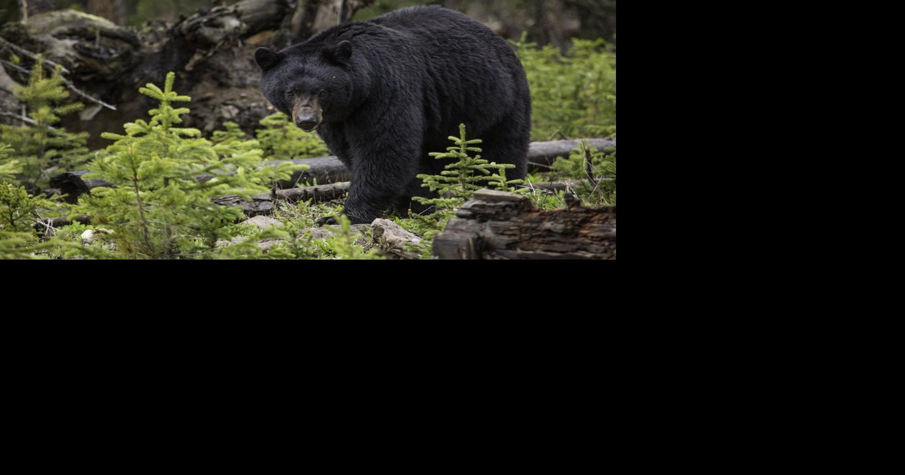 Black bear euthanized at Beavertail Hill State Park after entering ...