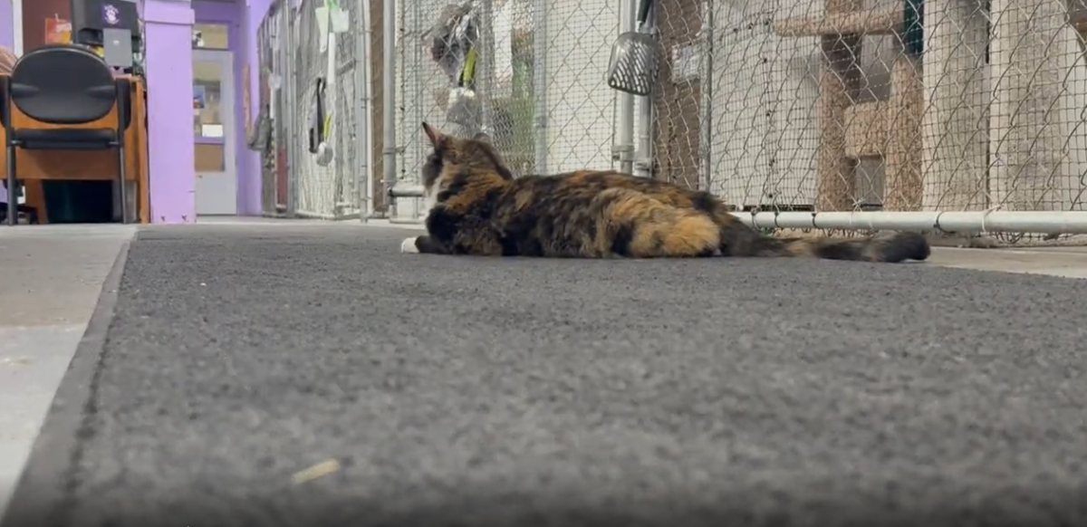 Montana shelters feel strain after Corvallis animal neglect case ...