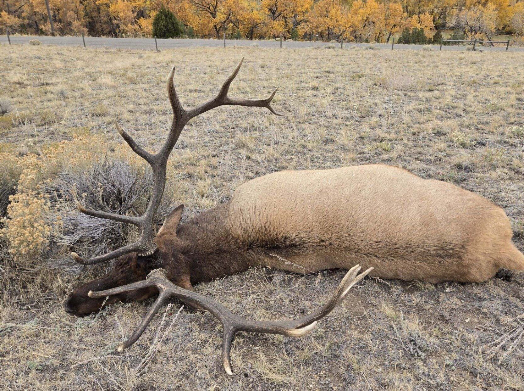 FWP seeking info on dead, unclaimed bull elk outside Boulder | State | msuexponent.com