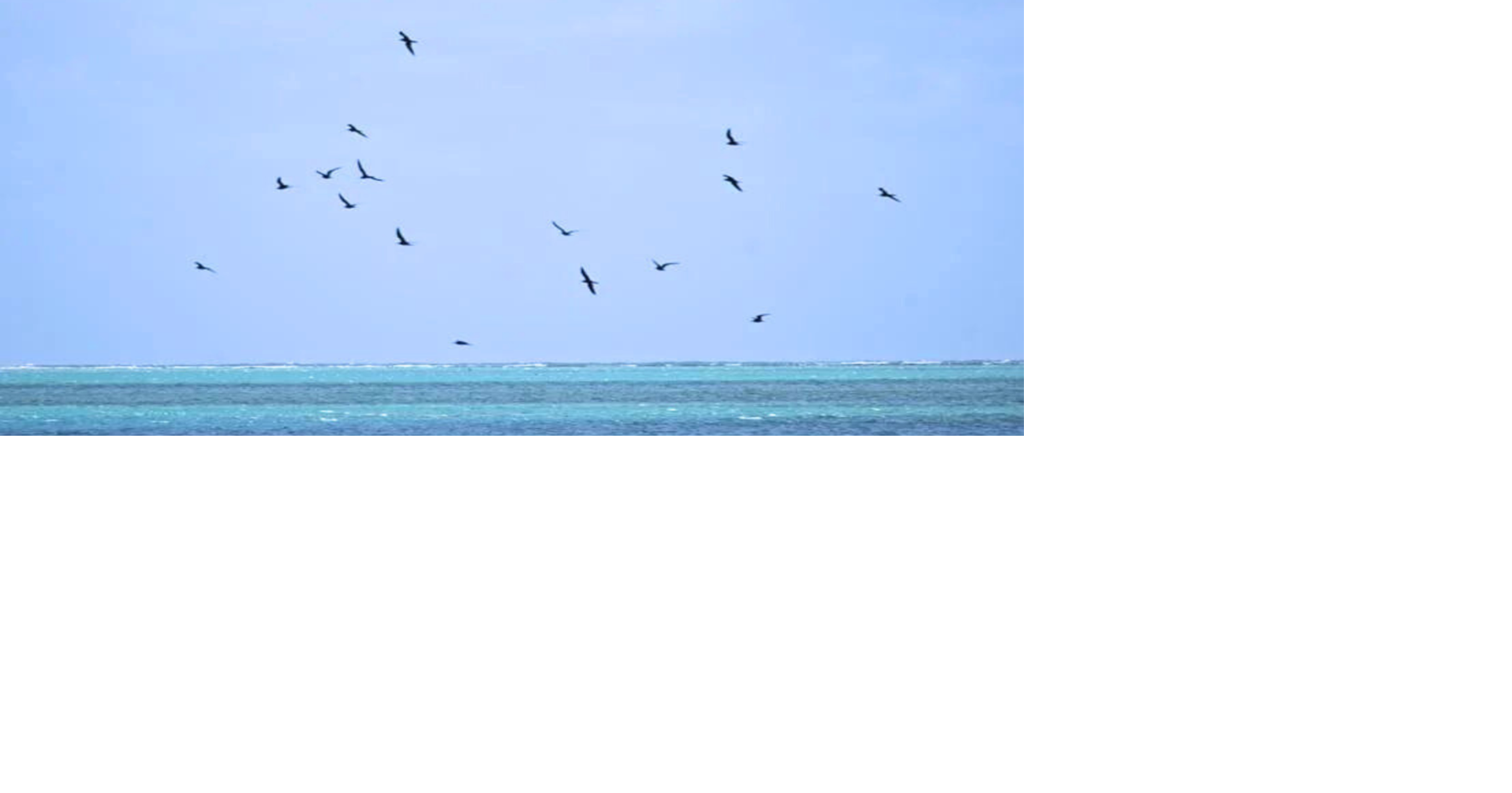 Hundreds of birds are seen flying off the coast of Malesso' on April 12 ...