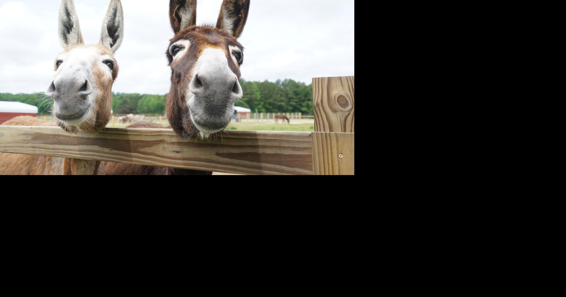 Gallery: Conway-area zoo features exotic animals from capybaras to ...