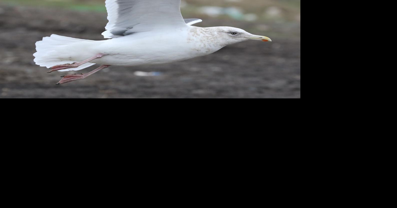 Conway's bird count scored two firsts | News | myhorrynews.com