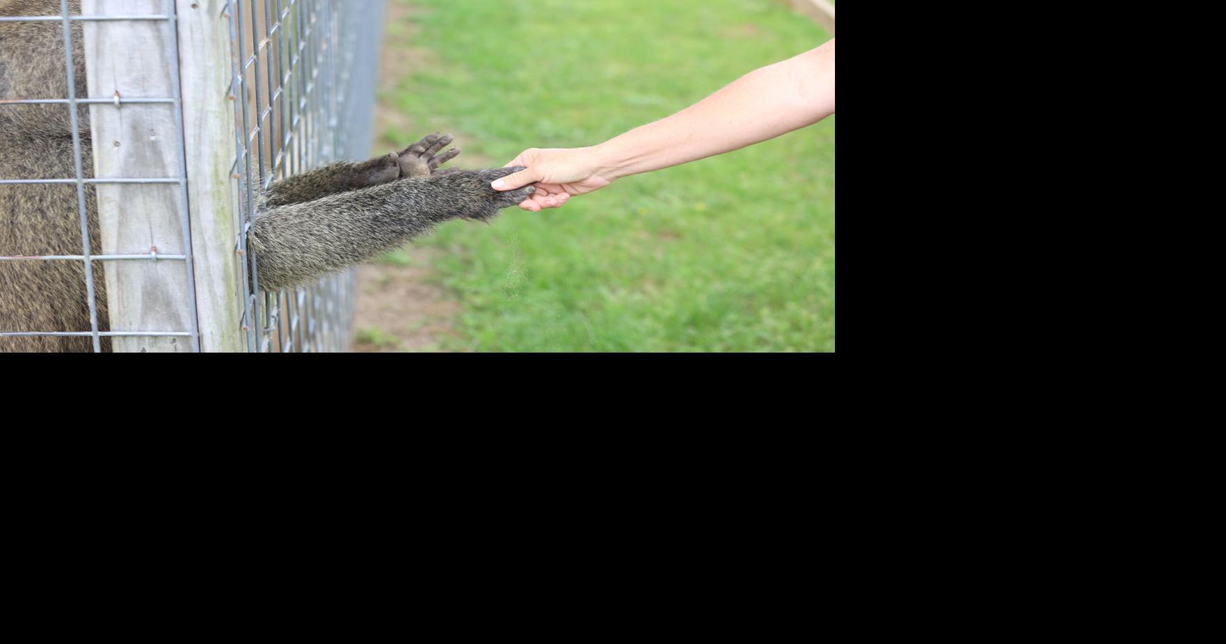 New zoo to feature exotics in Conway SC | News | myhorrynews.com