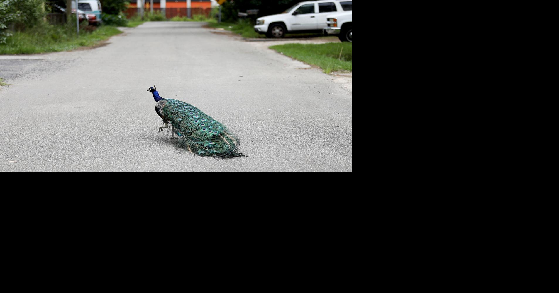Pair Of Peacocks Roam Socastee Neighborhood News