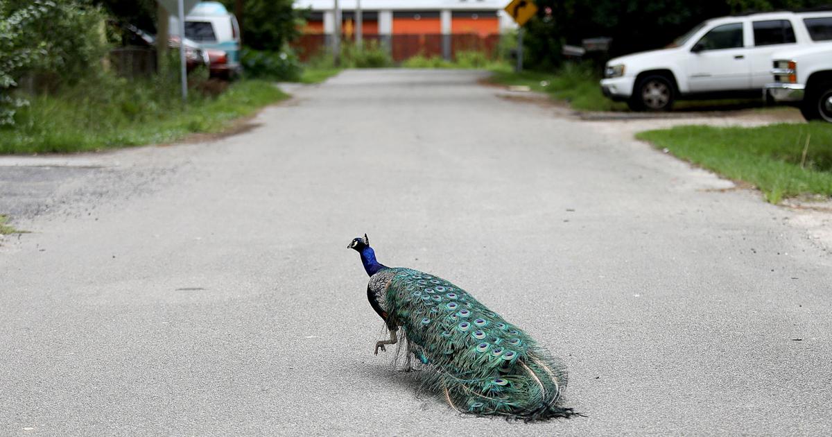 Pair Of Peacocks Roam Socastee Neighborhood News