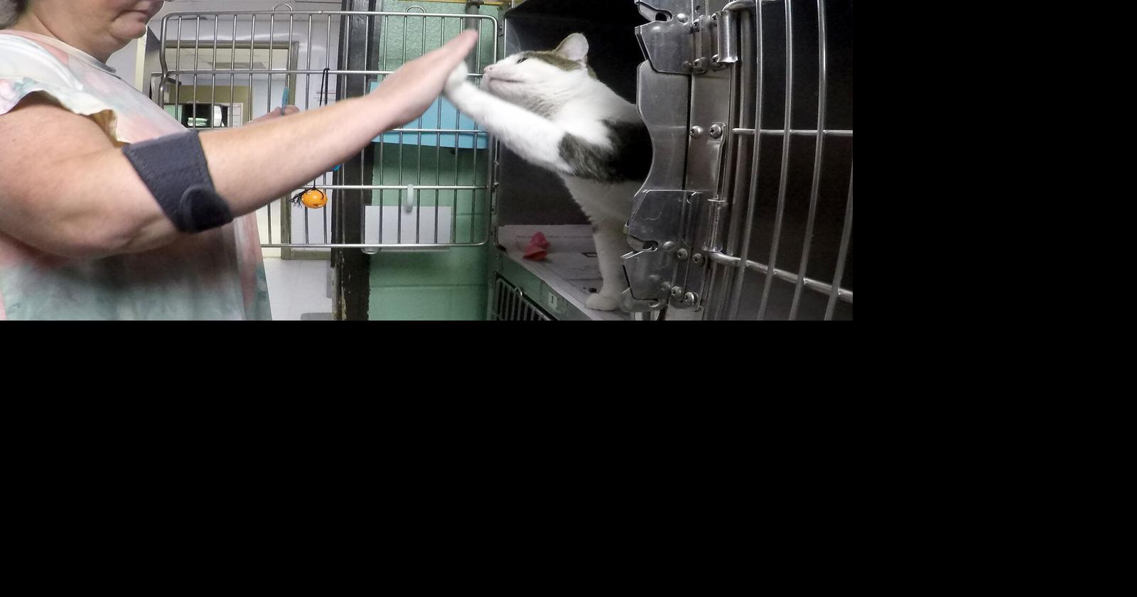 'Animals are not a commodity': County close to approving new animal ...