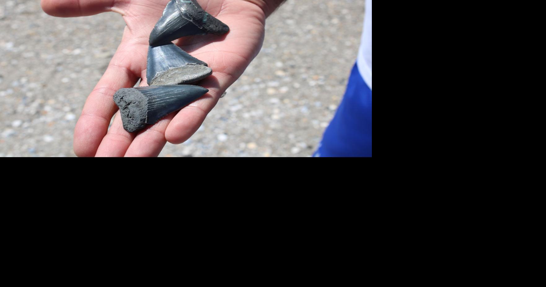 Myrtle Beach SC shark tooth enthusiast shares hobby | News ...