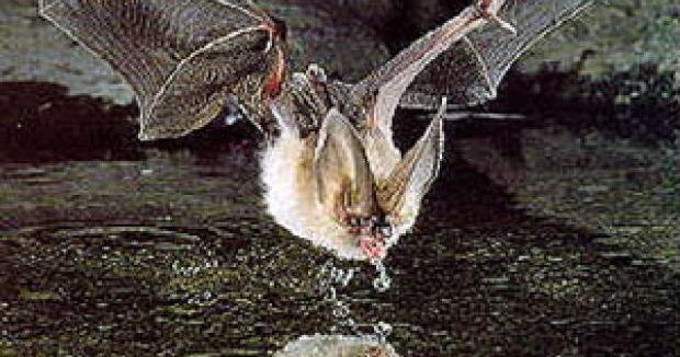Downtown Conway warns business owners to be on the lookout for bats ...