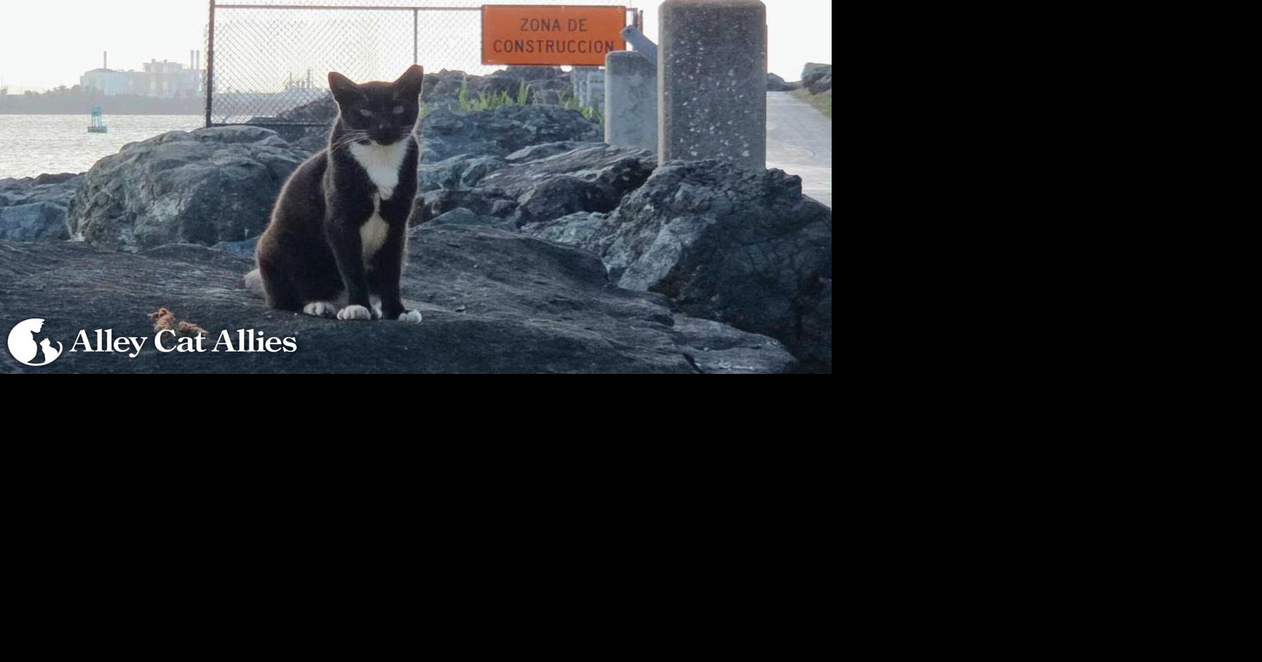 Alley Cat Allies Continues to Protect the Cats of the Paseo del Morro ...