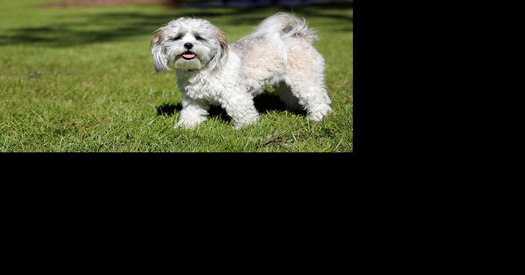 Barc Parc South for small dogs opens in Myrtle Beach | Gallery ...