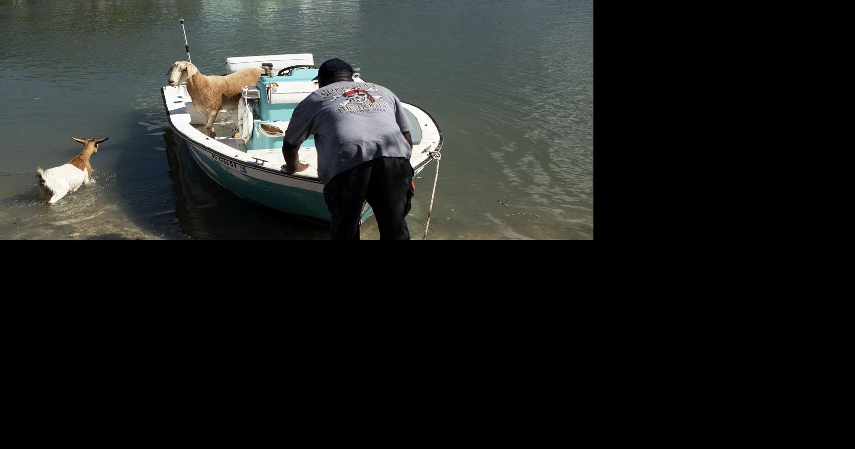 Goats on Boats | Gallery | myhorrynews.com