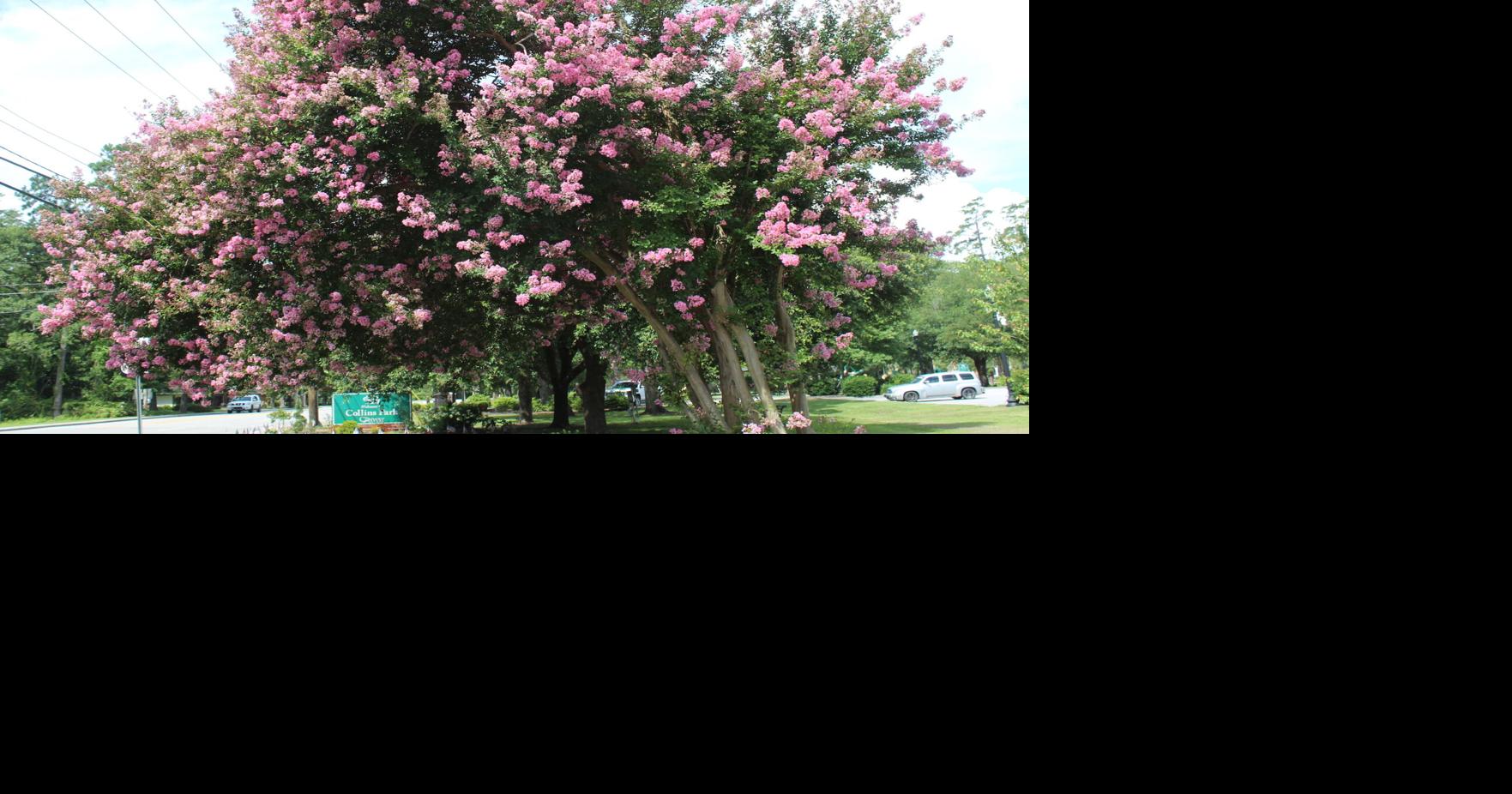 Conway doesn't want the state telling it how to deal with its trees ...