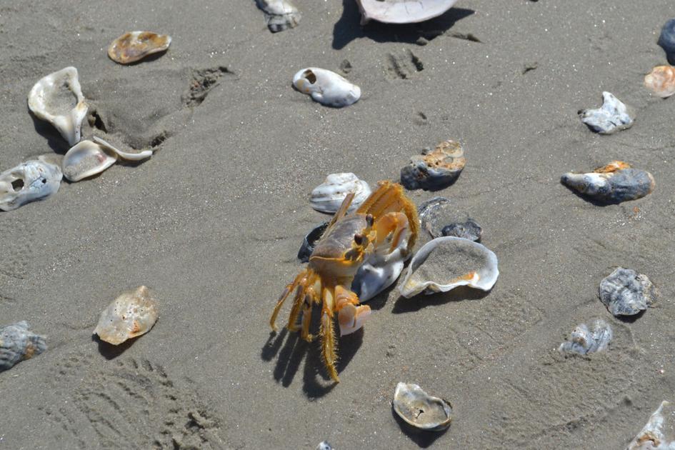Pick up shells, learn history aboard Carolina Rover tour | Visit ...