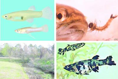 mosquitofish native range