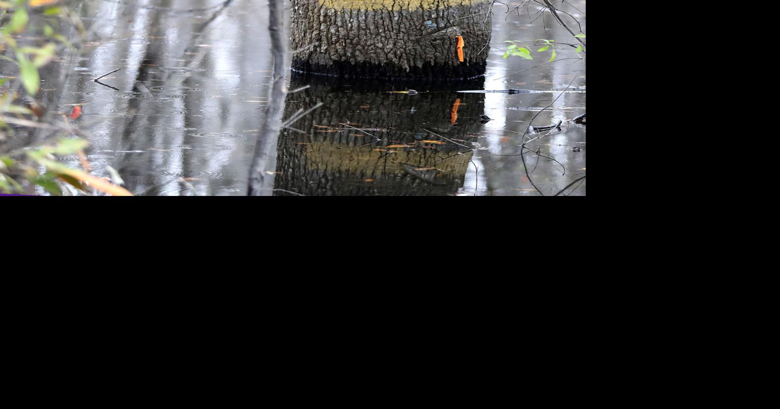 EDITORIAL: Horry County leaders need to give data-based reasons for any ...