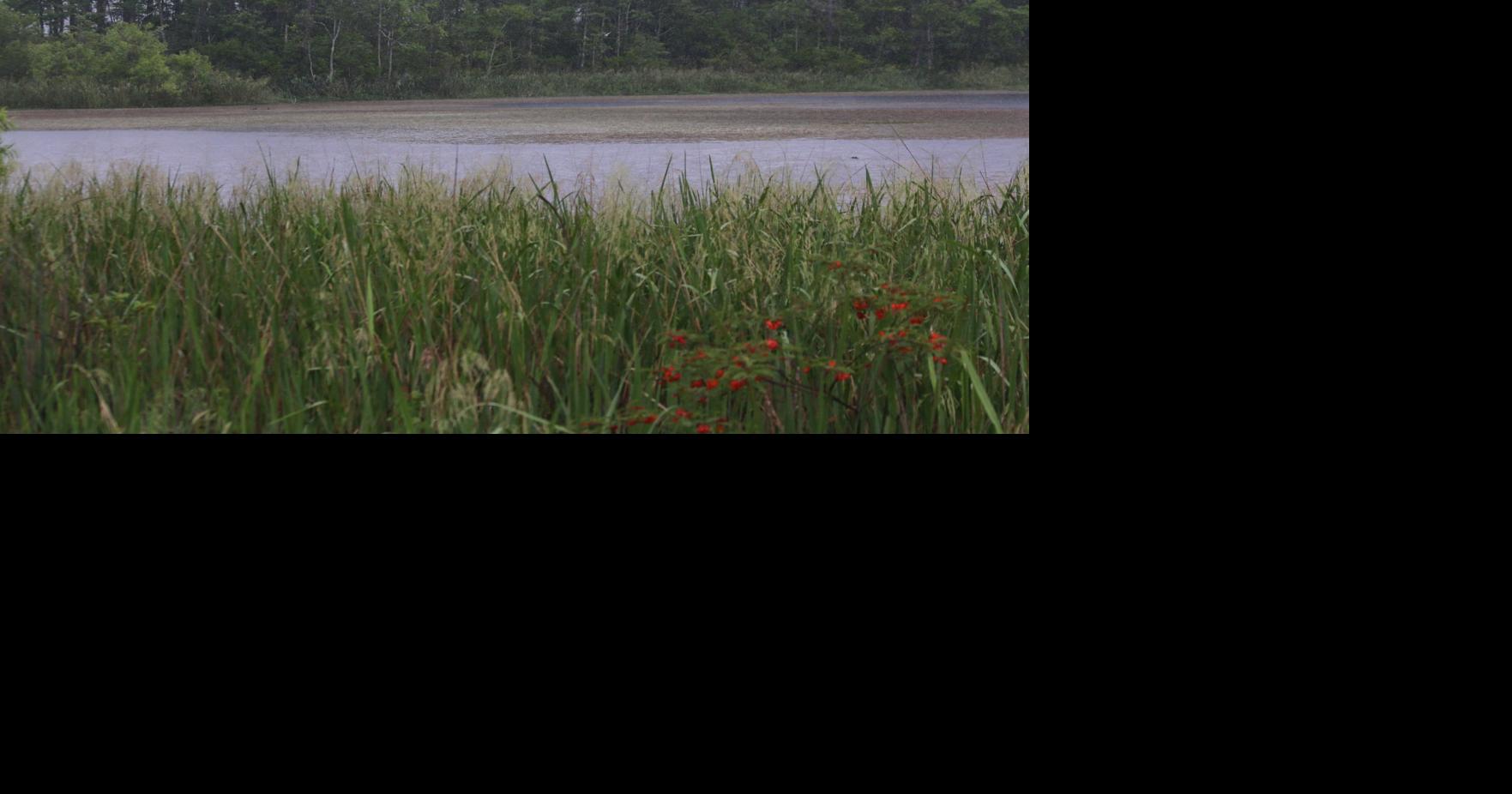 Algae problem highlights challenges of maintaining Lake Busbee ...