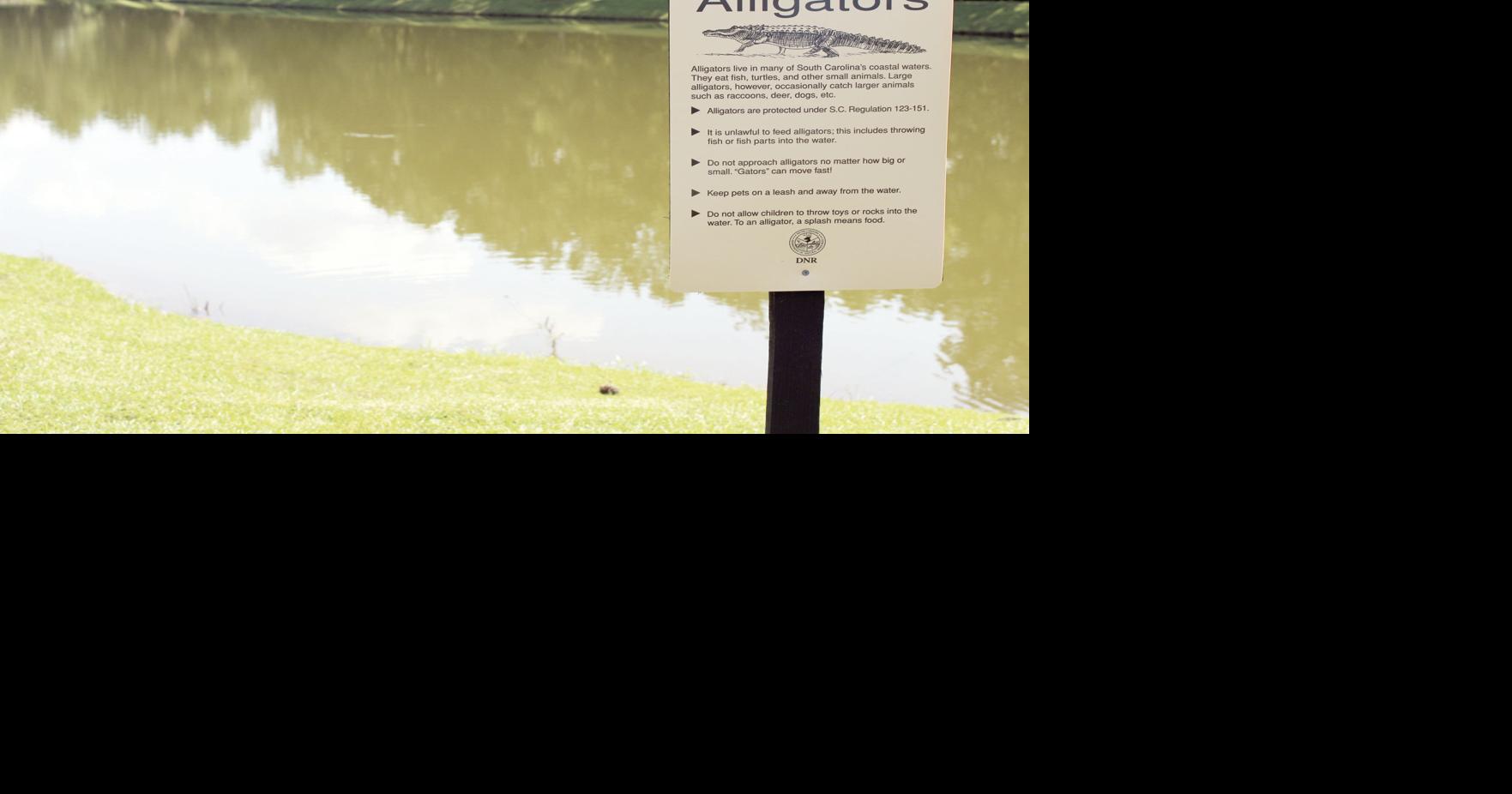 SCDNR: Stay 'Alligator Safe' around water as weather warms | News ...