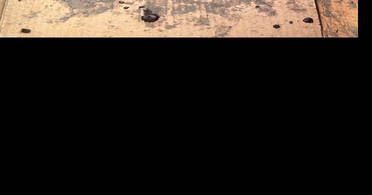 kim belcher turtles | | myhorrynews.com