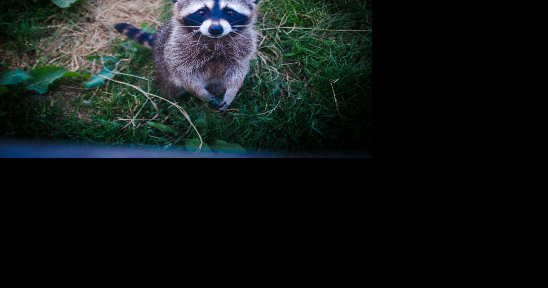 Rabid raccoon found in Little River | News | myhorrynews.com