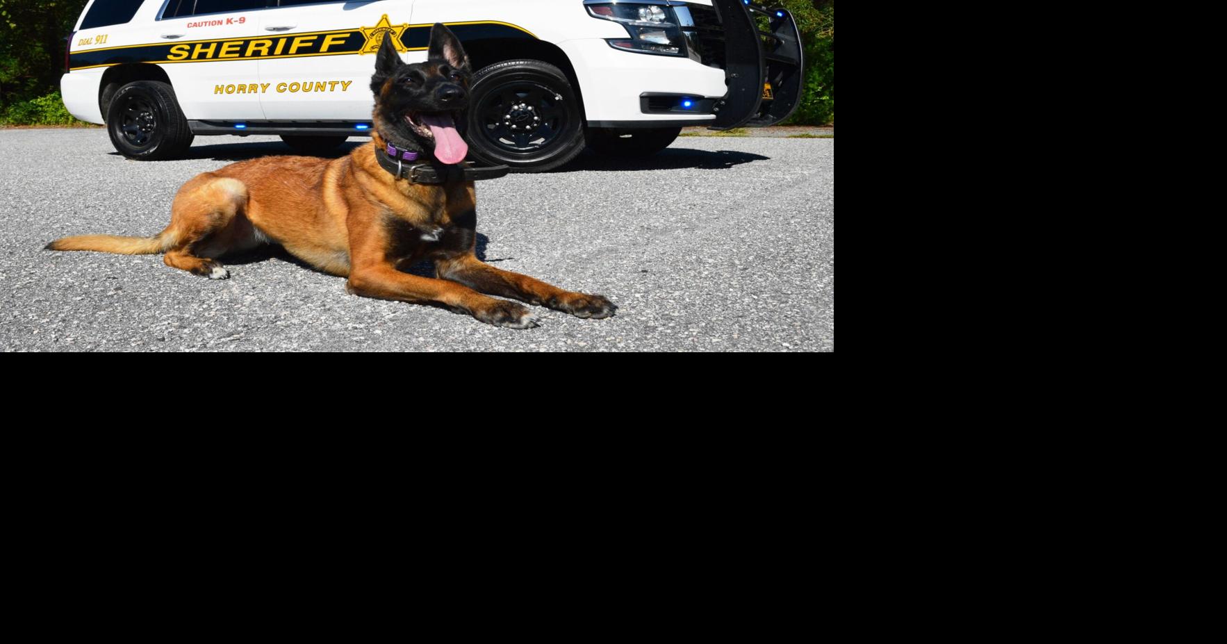 Horry Sheriff K9 Rinko seeks Kevlar vest | News | myhorrynews.com