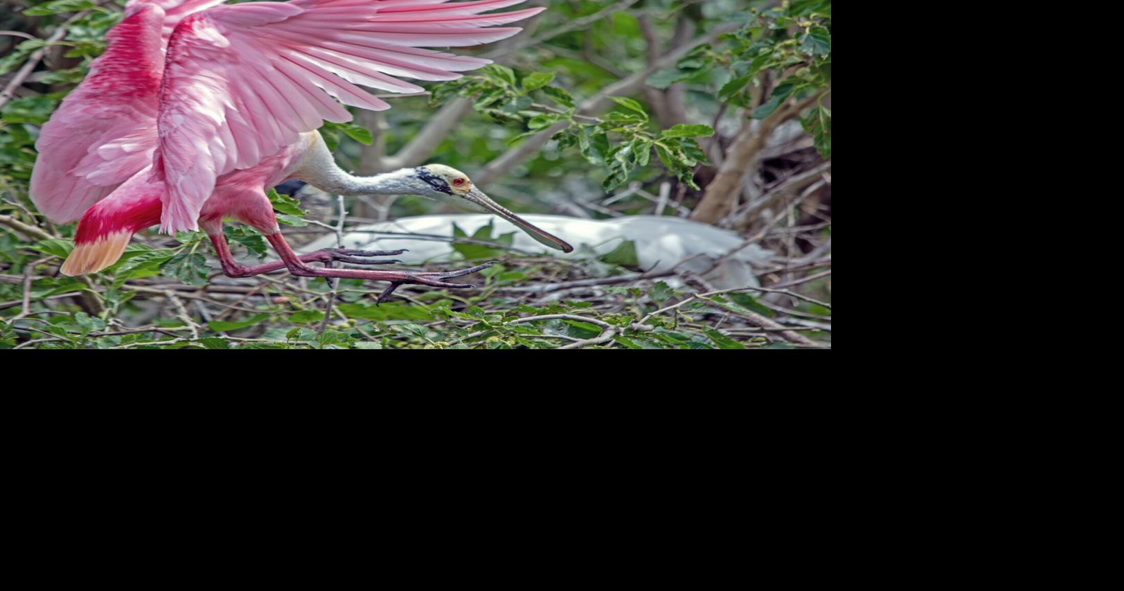 Winners announced in Winyah Bay Watershed photo contest | News ...