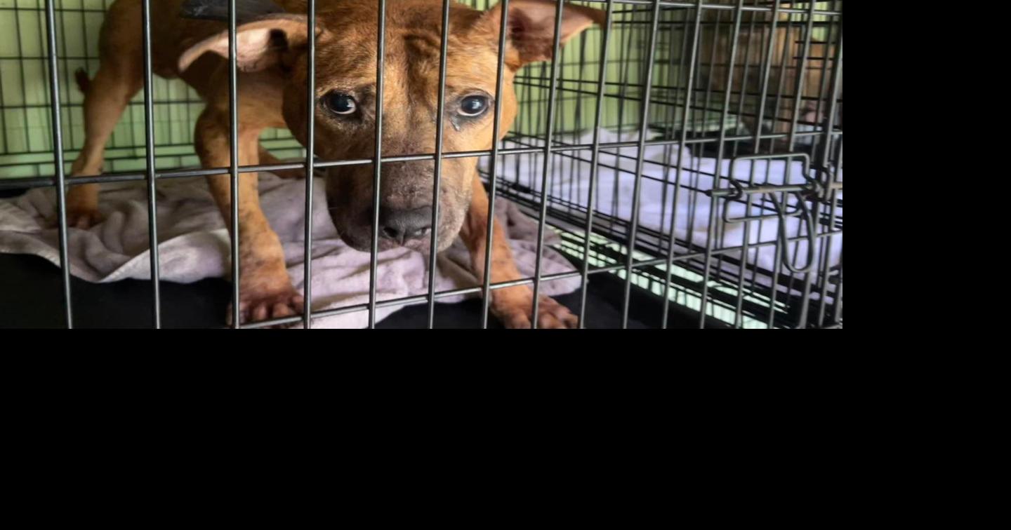 Horry County shelter takes in 34 adult dogs, 12 puppies after police ...